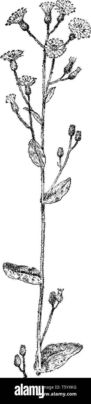 Rough hawkweed Stock Vector Images - Alamy