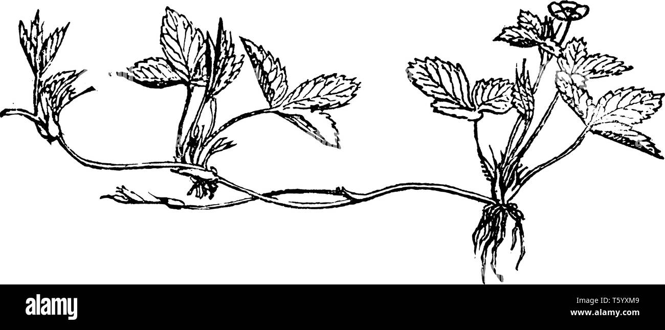 Strawberry plant roots hi-res stock photography and images - Alamy