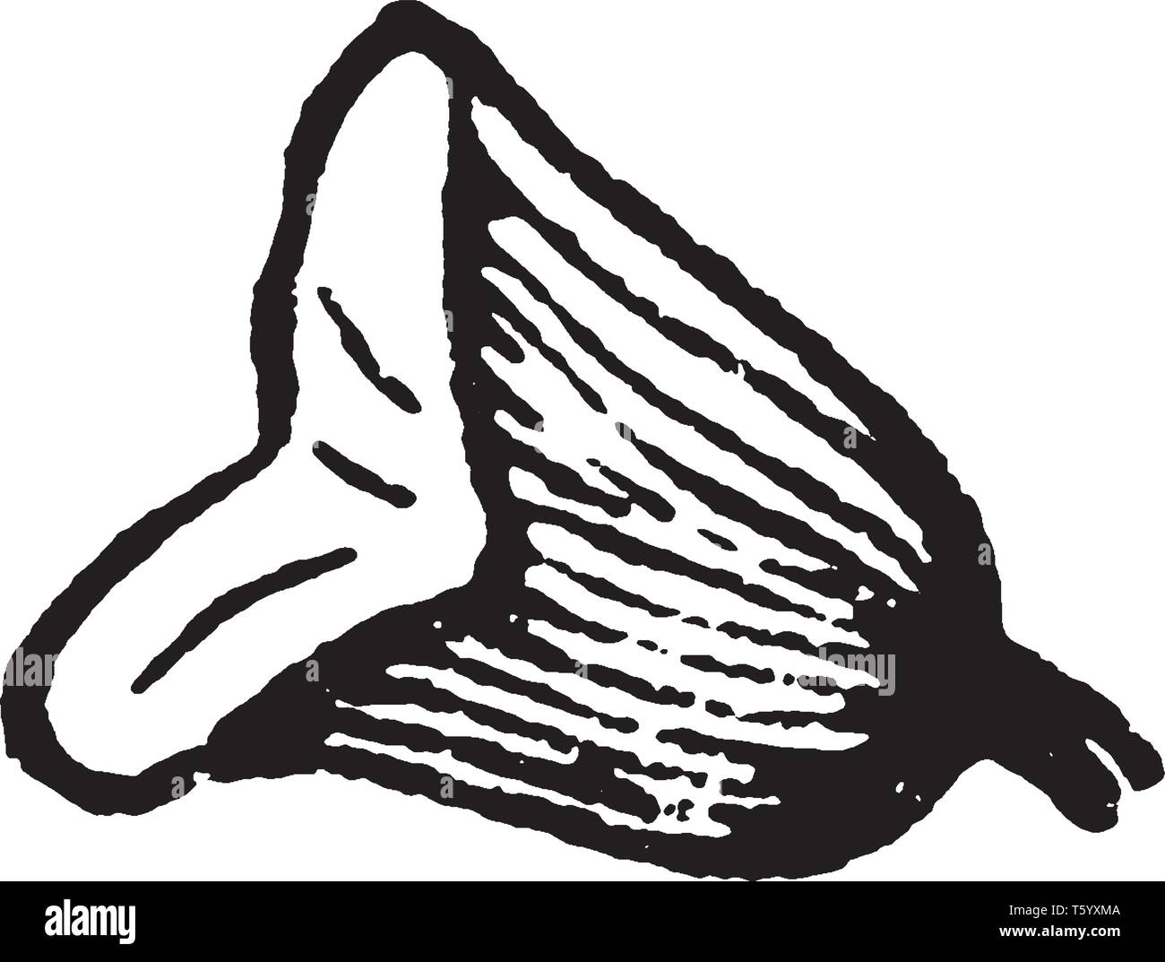 A picture is showing a Two-lipped calyx of Common Broom also called as ...