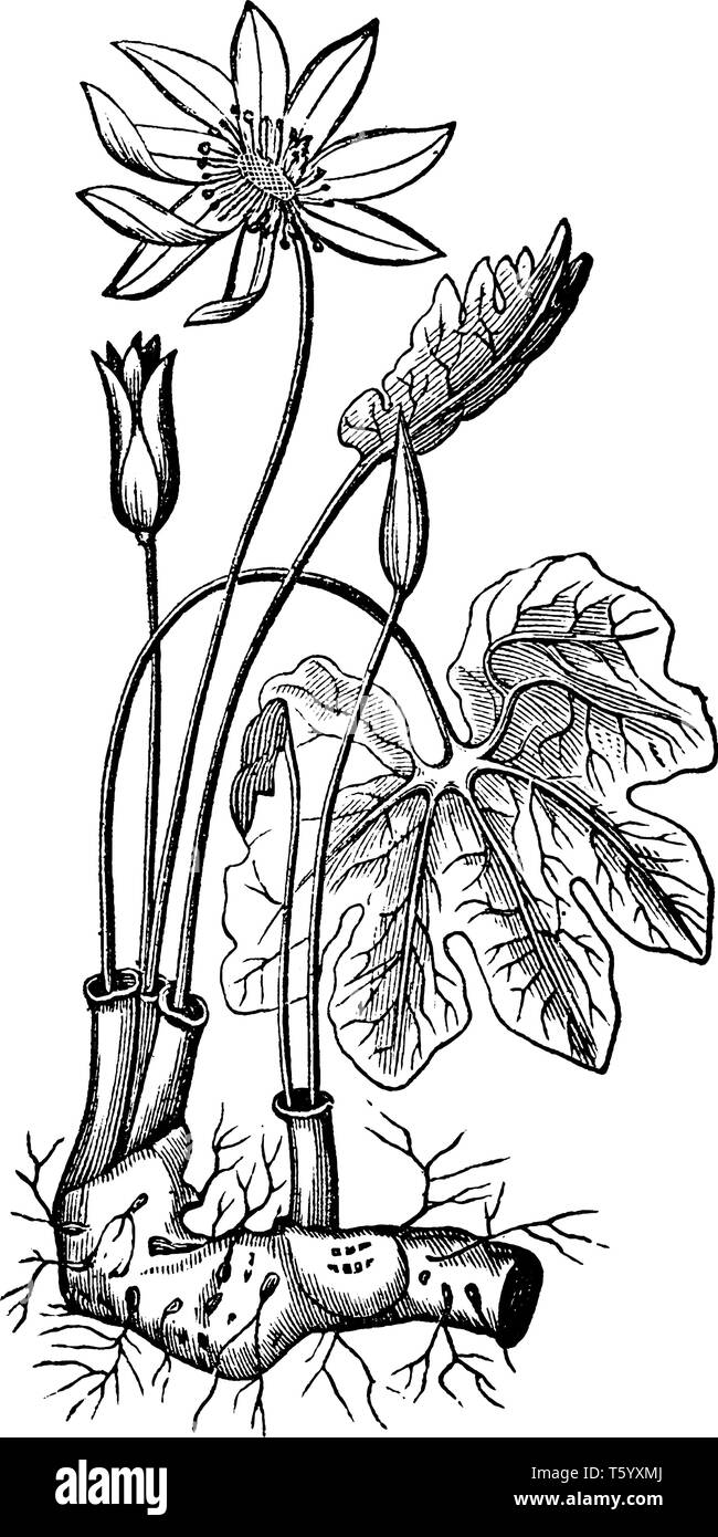 Plant uses Stock Vector Images - Alamy