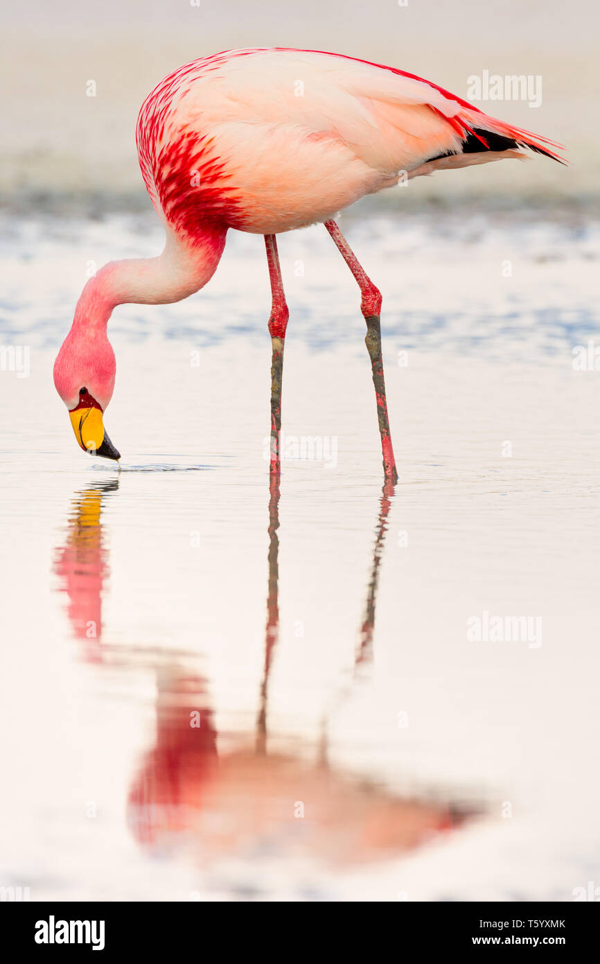 Andean flamingo (Phoenicoparrus andinus Stock Photo - Alamy