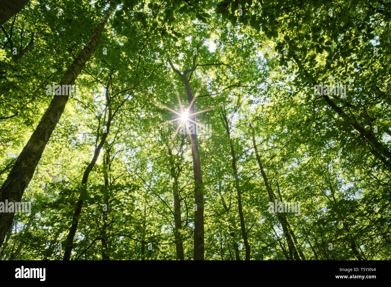 Canopy of the tree hi-res stock photography and images - Alamy