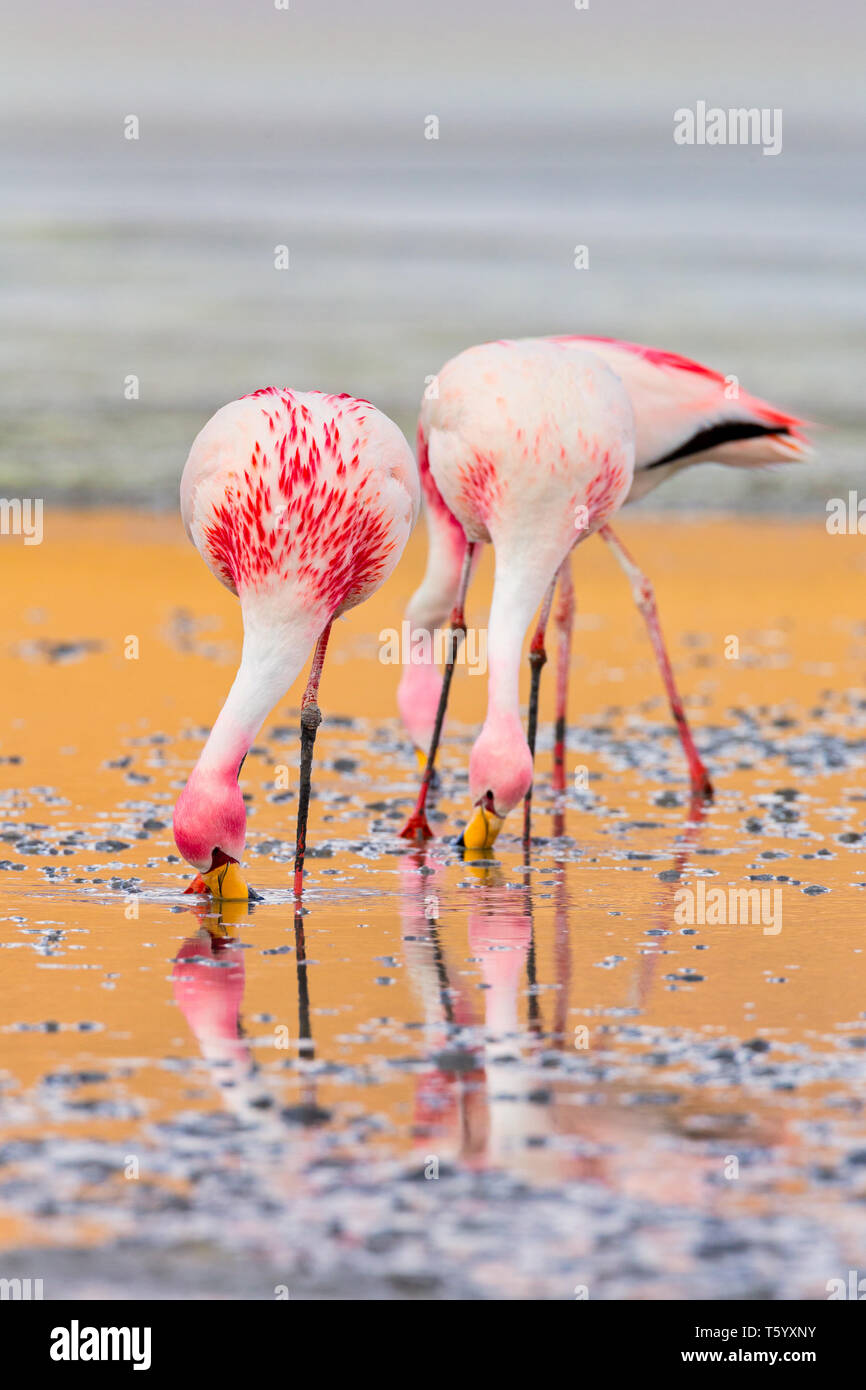 Flamingos eating hi-res stock photography and images - Alamy