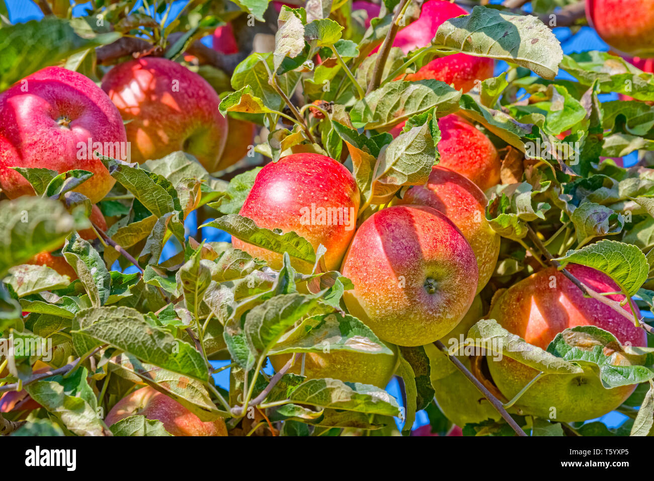 Idared apples hi-res stock photography and images - Alamy