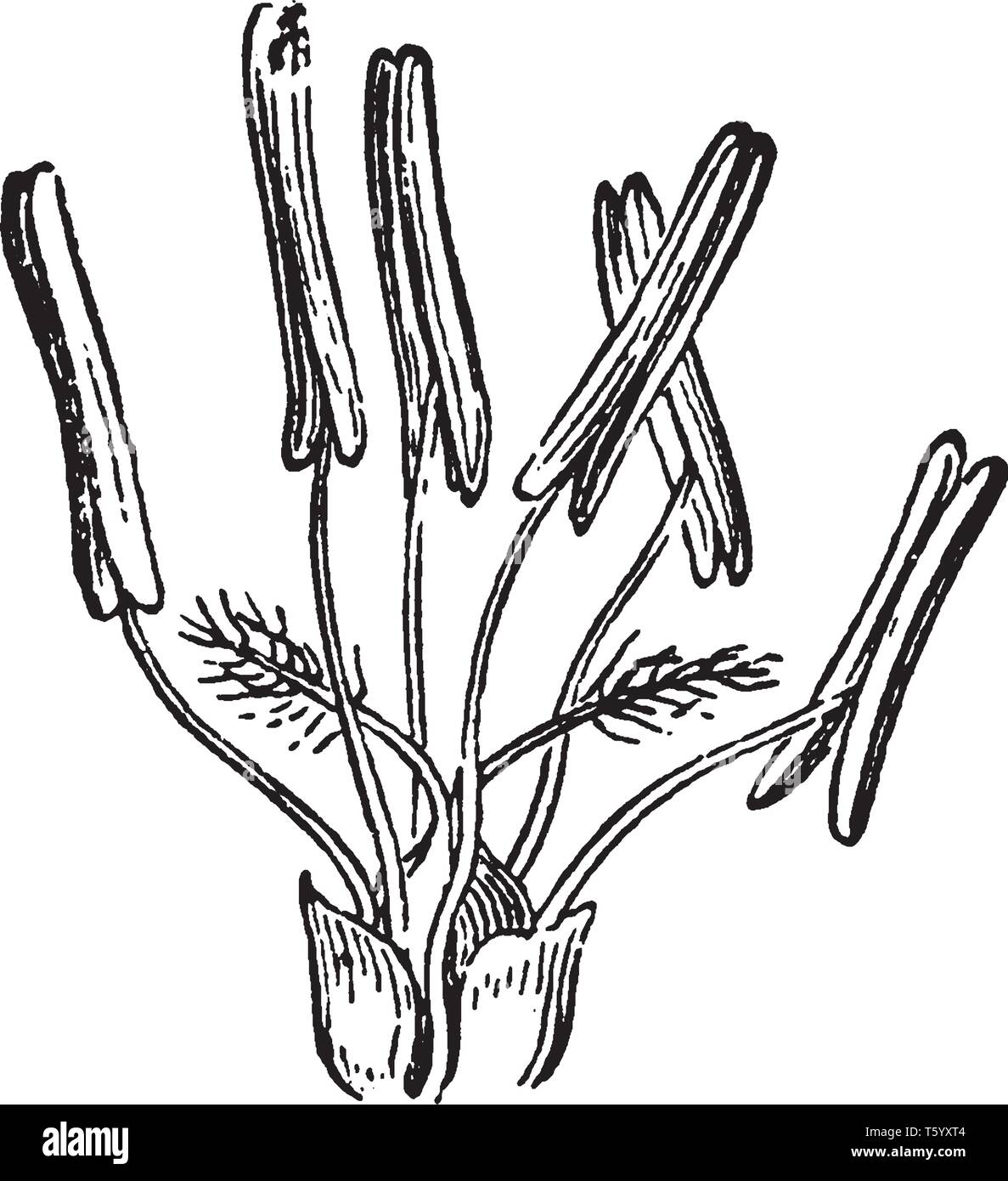 This picture showing grass flowers, stigma and anther growing up to ...