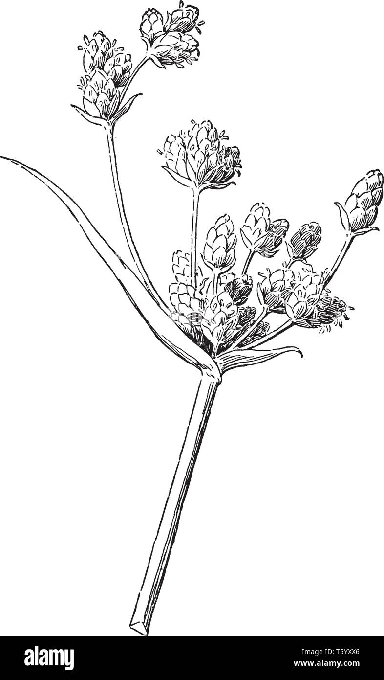 It is a perennial herb, The leaves are mostly basal and have wide ...