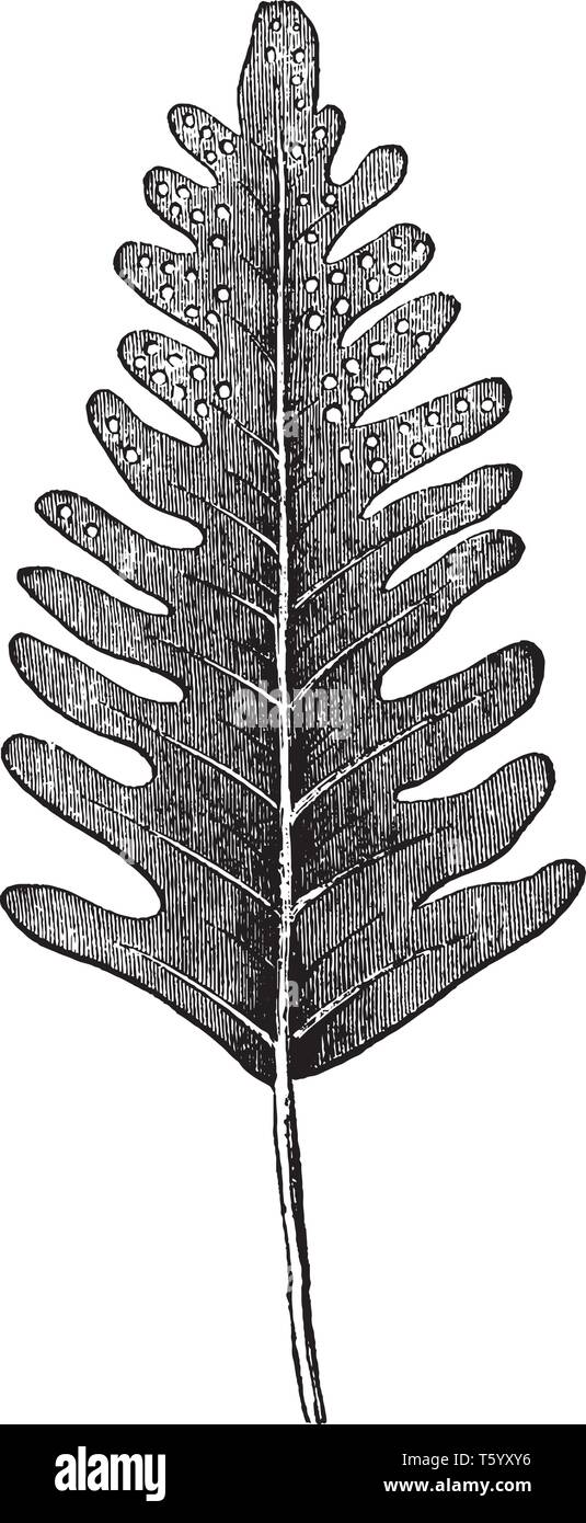 Upper l Stock Vector Images - Alamy