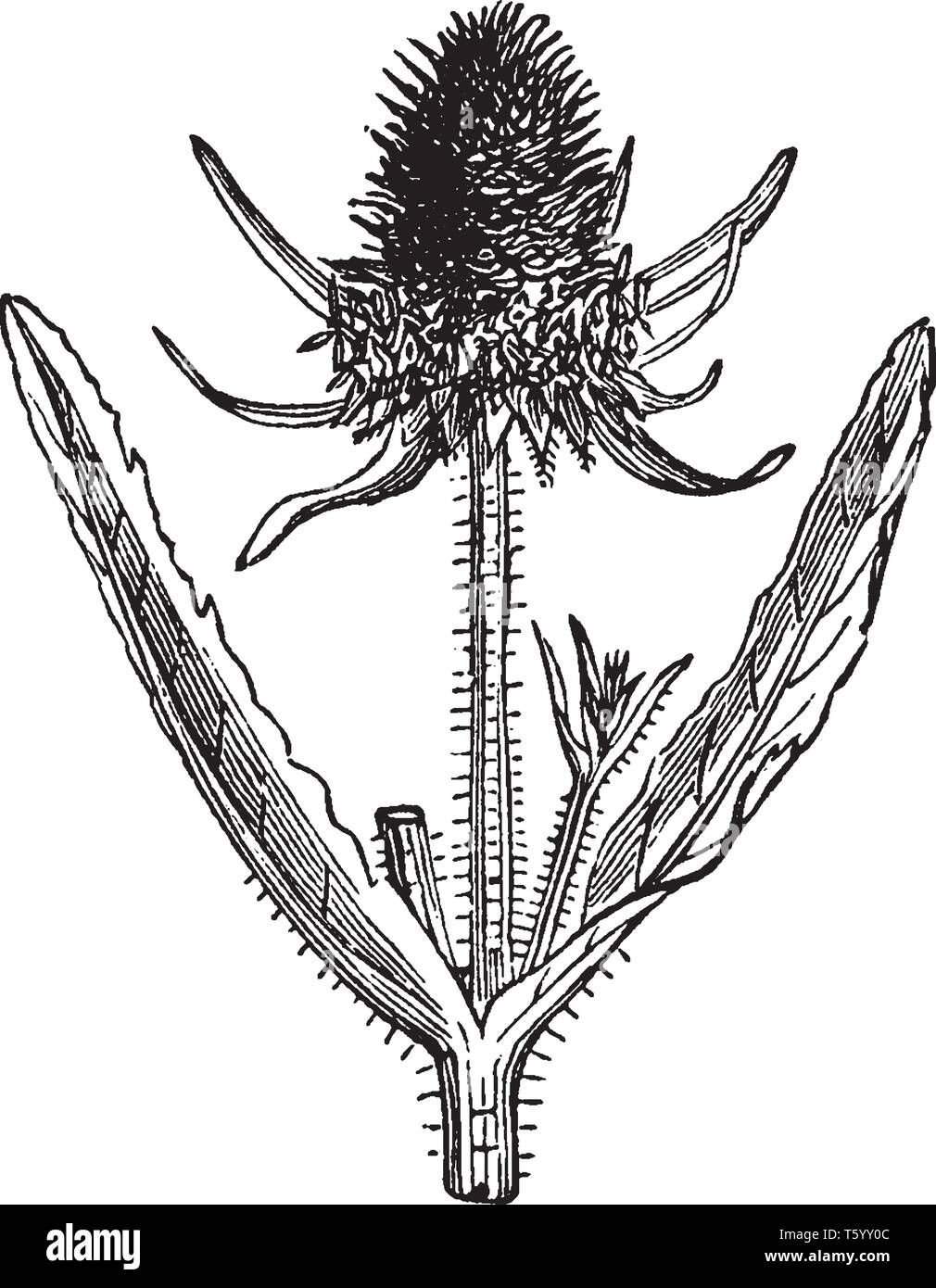Drawing of teasel Stock Vector Images - Alamy