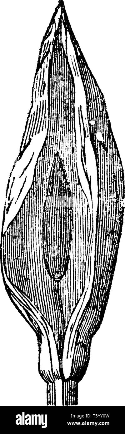 Spathe leaf Stock Vector Images - Alamy