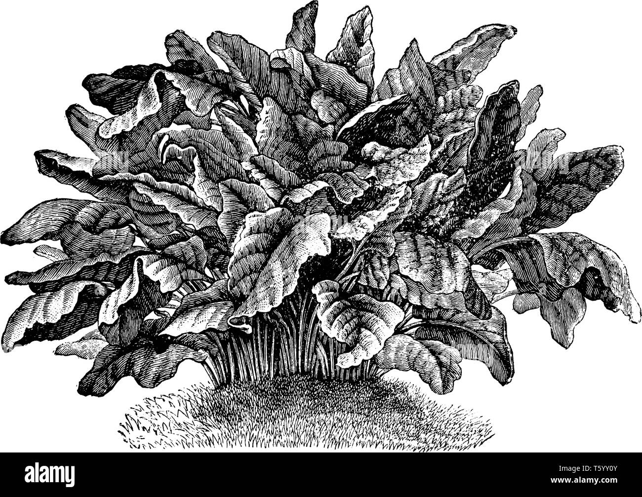 Plant Beetroot is best soil seed. Beet roots grow directly in the soil ...