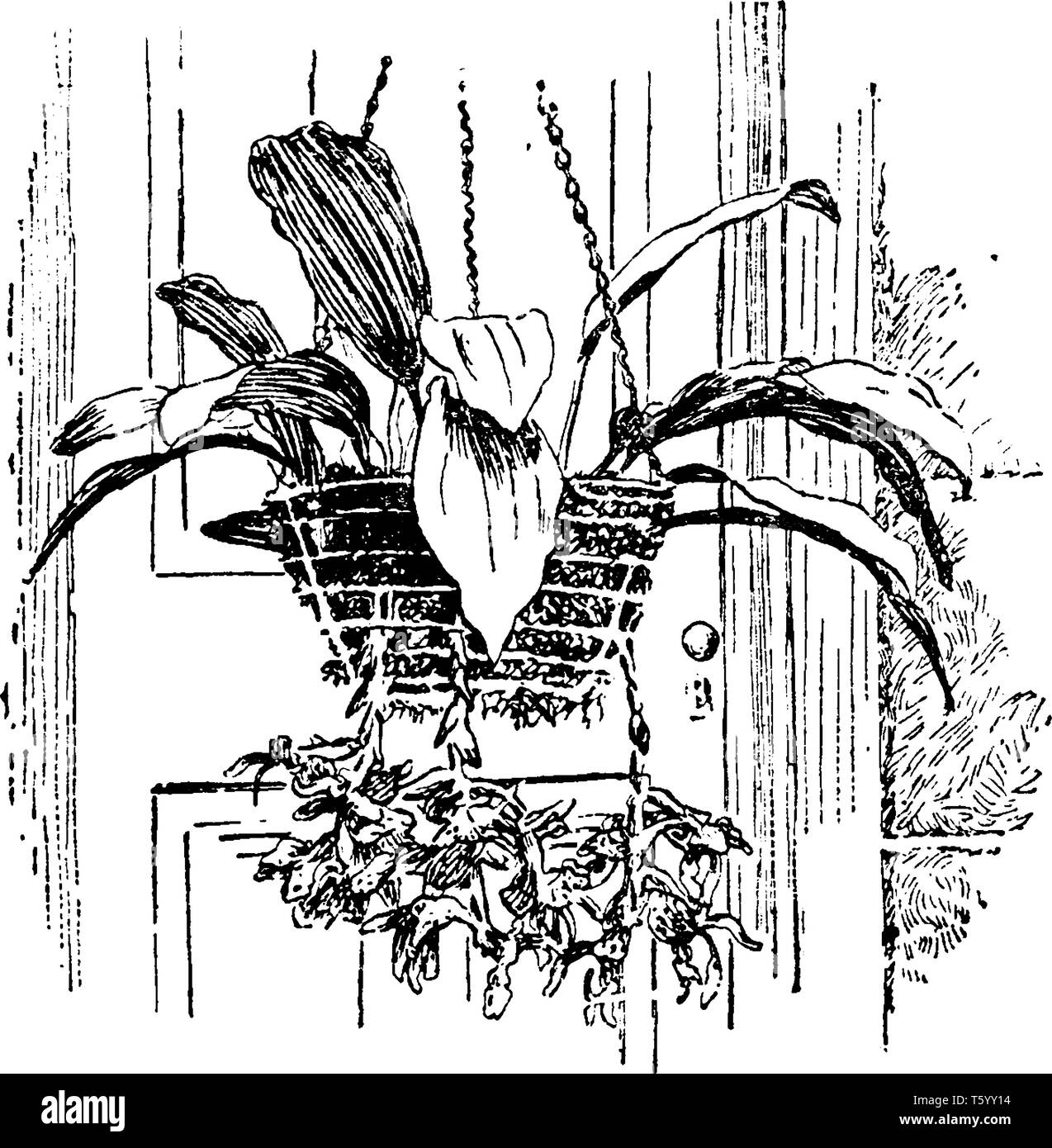 Temperate and tropical Black and White Stock Photos & Images - Alamy