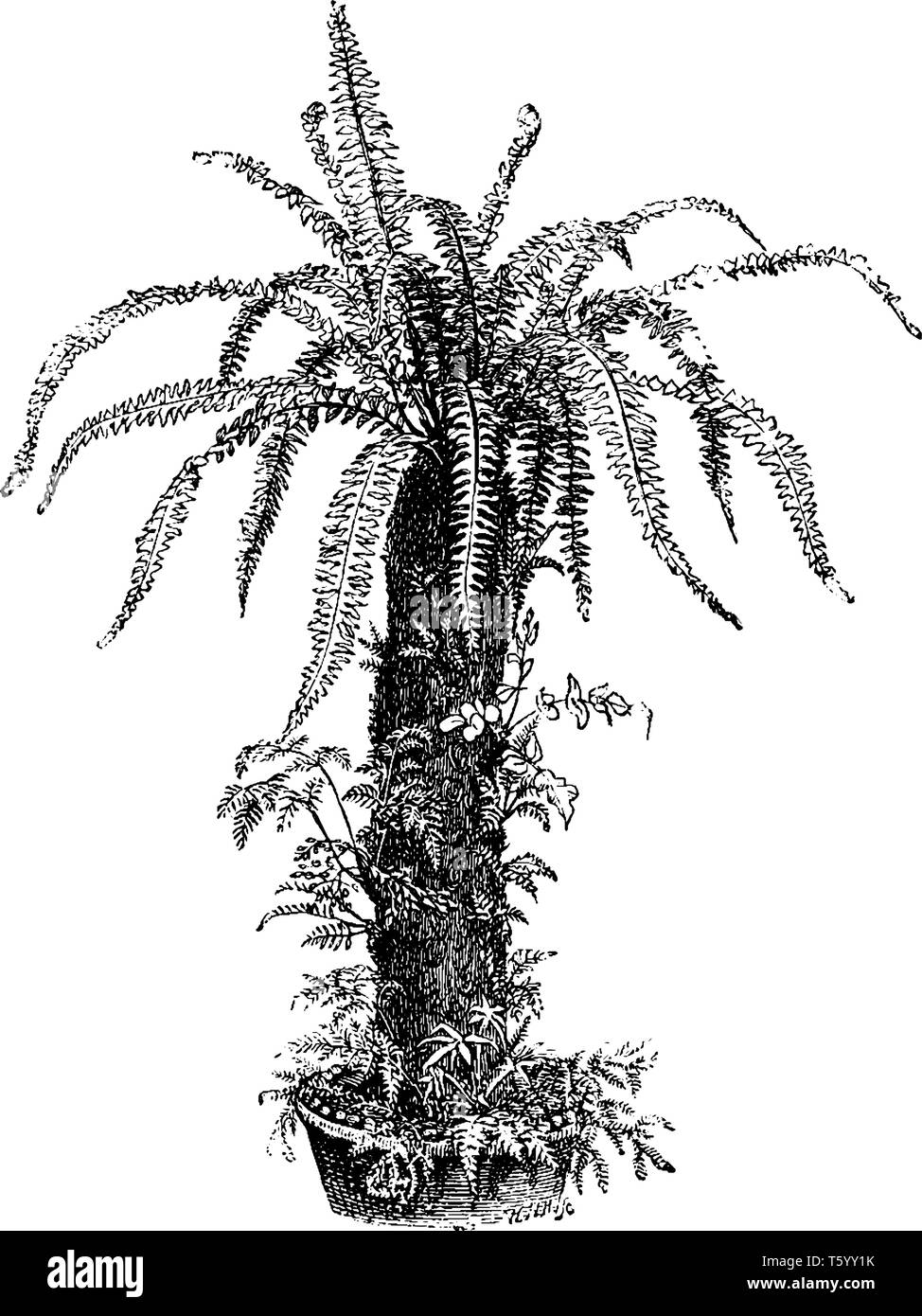Tree ferns that are dead can be used for decoration, vintage line ...