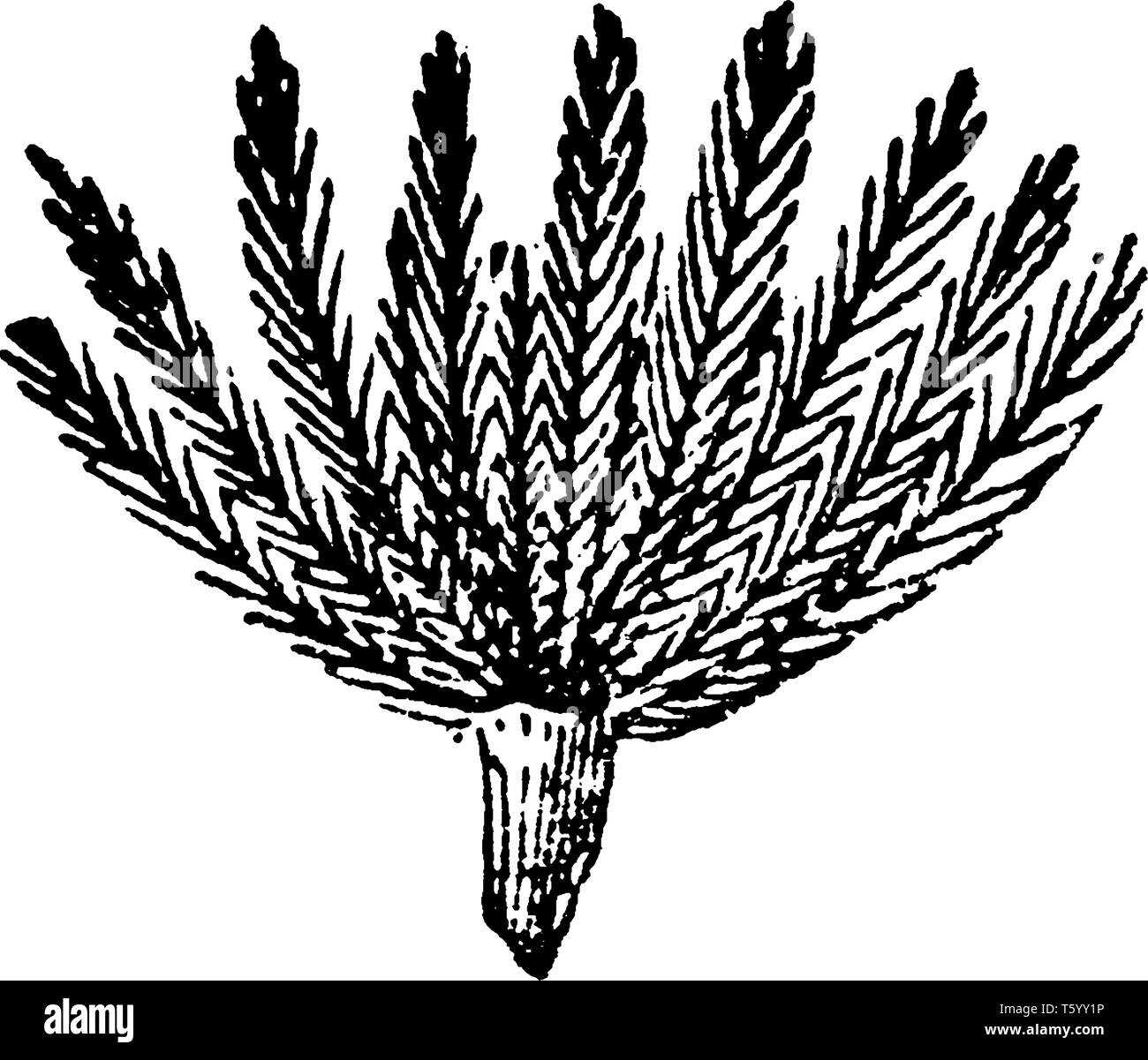 A picture showing a Pappus. Upper sides of seed there are grown Pappus ...