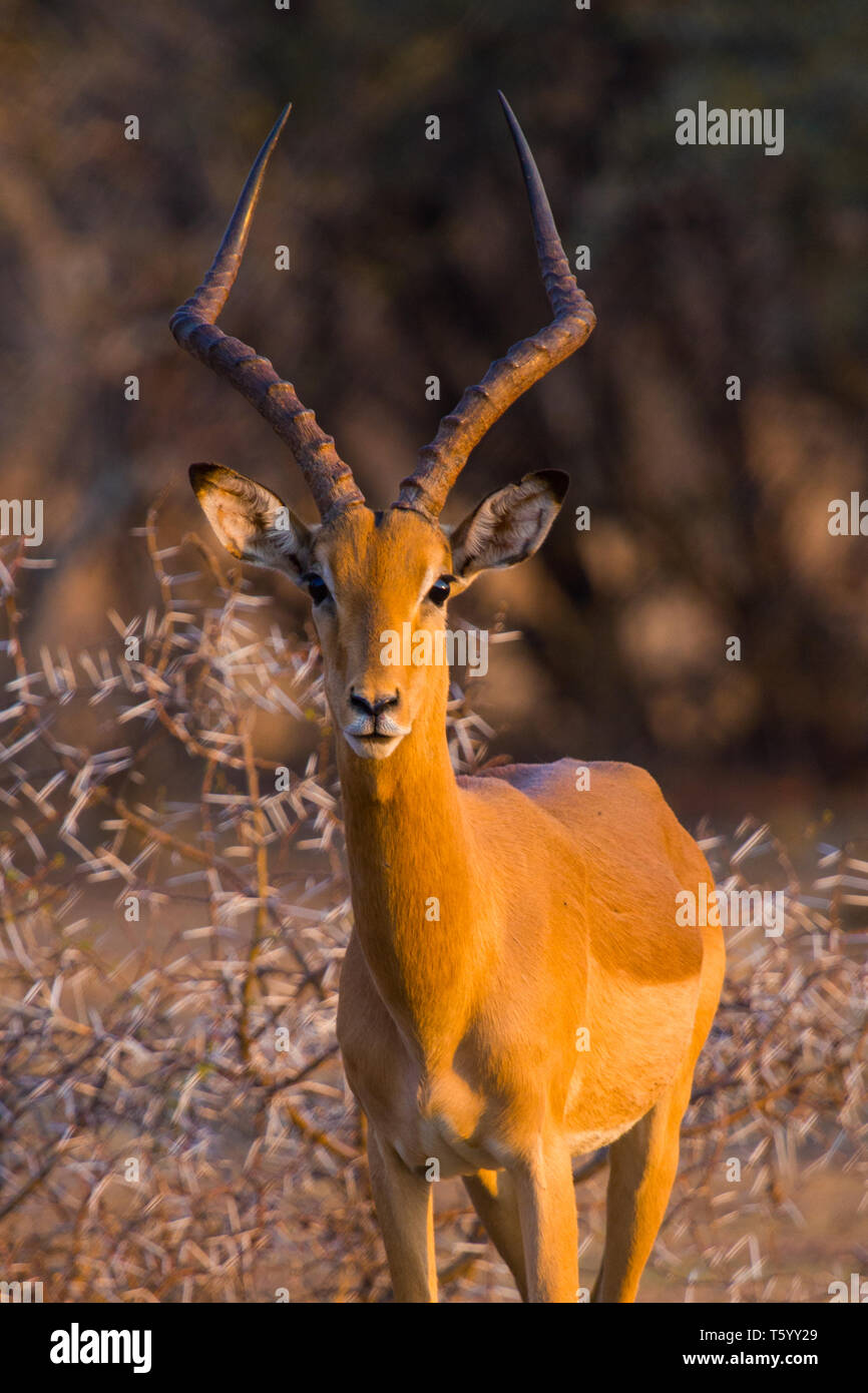 Impala in trees hi-res stock photography and images - Alamy