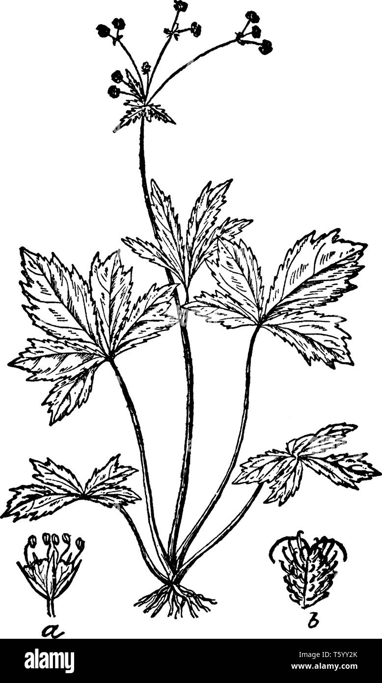 Black snakeroot hi-res stock photography and images - Alamy