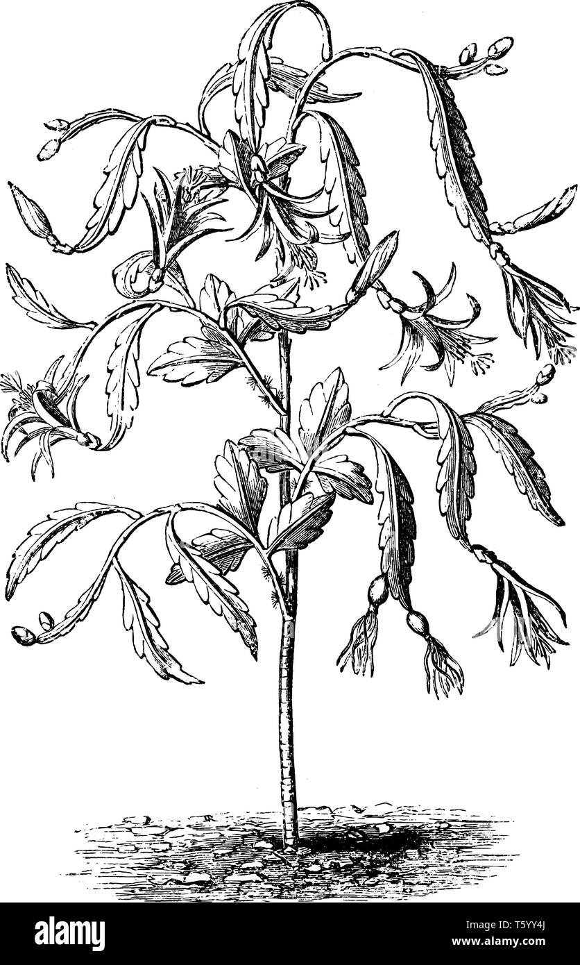 This picture represents Phyllocactus Biformis flower which is known as ...