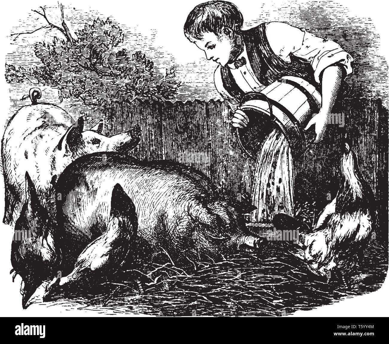 A boy feeding pigs, vintage line drawing or engraving illustration ...