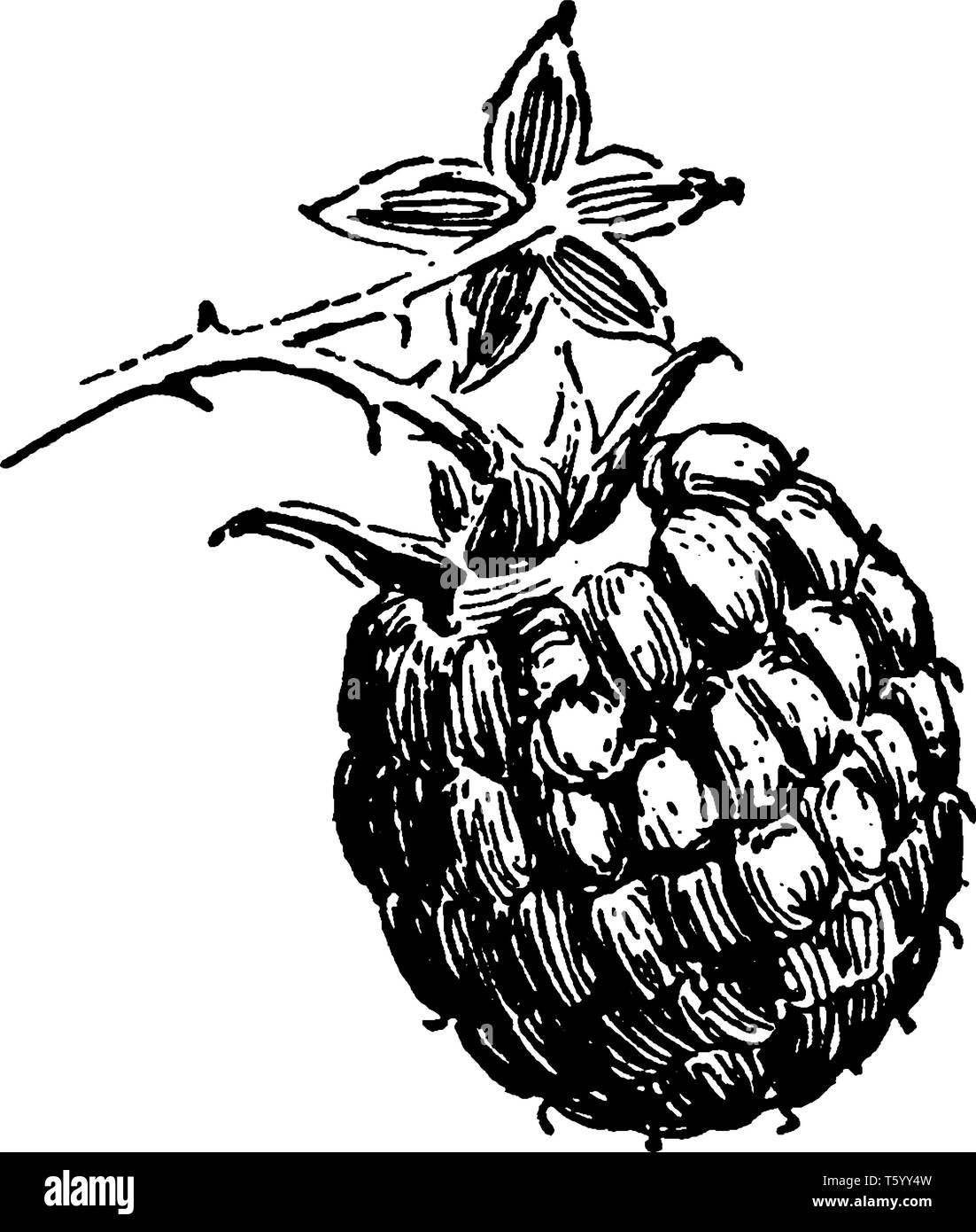 A picture showing a branch with Raspberry fruit hanging on it, vintage ...