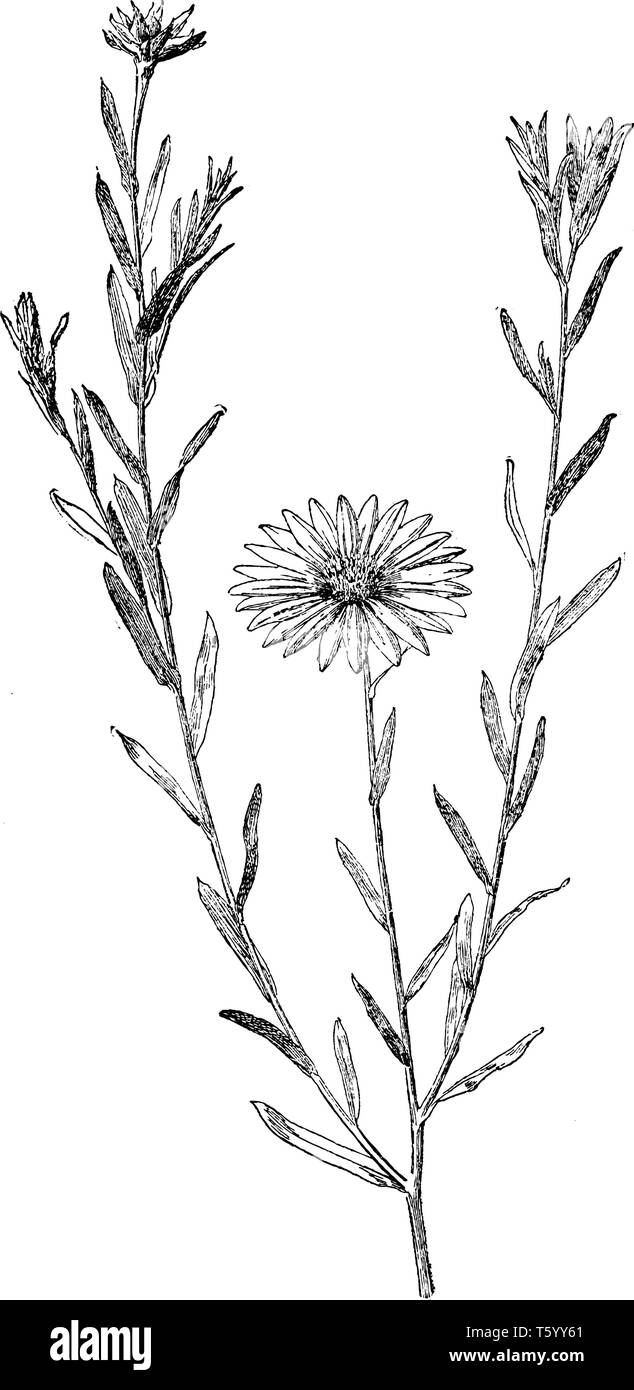 Plant leaves are narrow to broad lanceolate. The flowers grow at the ...