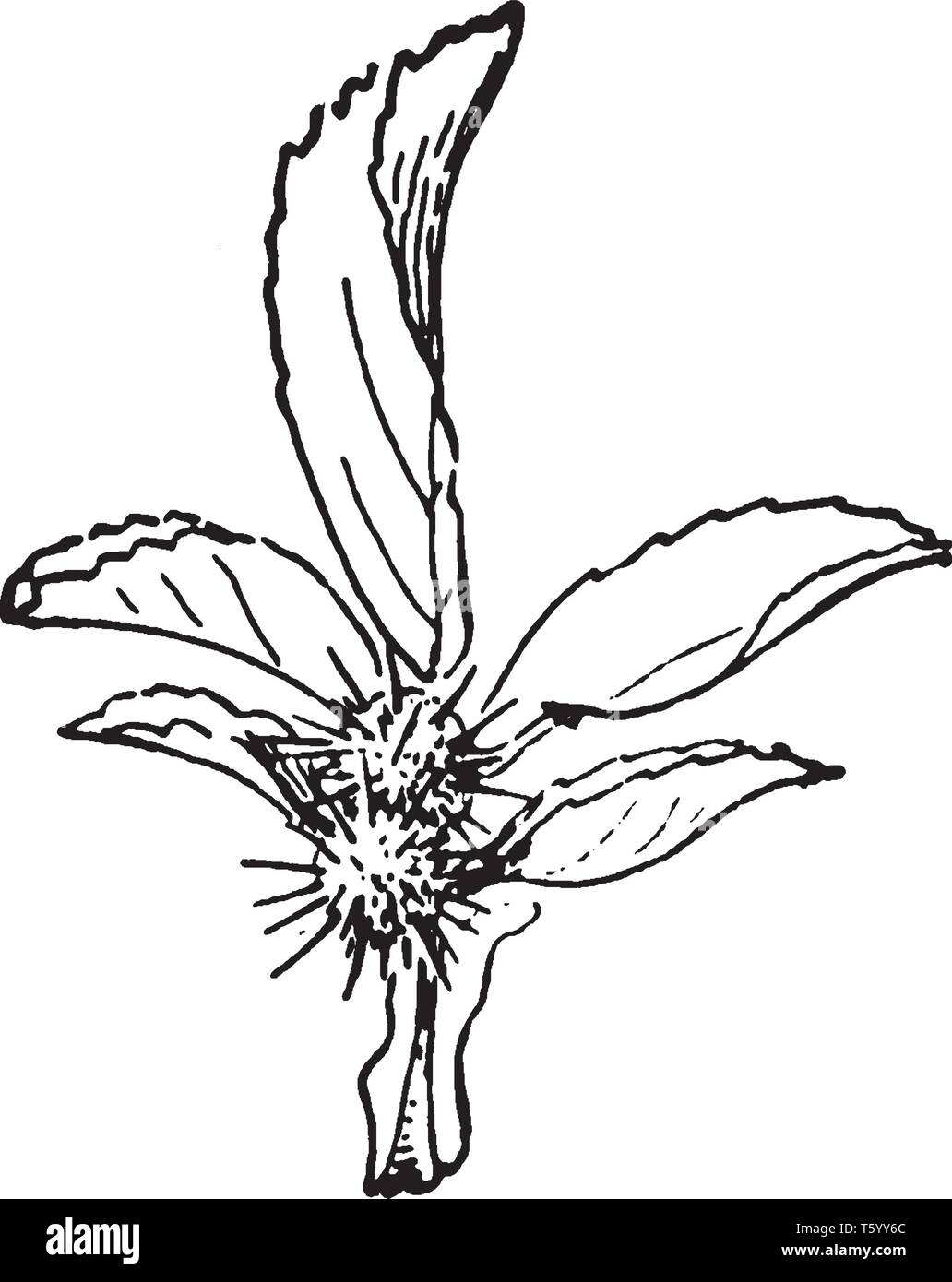 A picture is showing Gall. This is a Gall on the Rose leaf. Gall is an ...