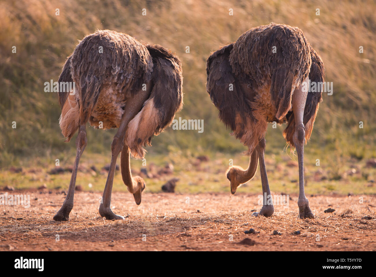 Two ostriches feeding, pictured from behind, South Africa Stock Photo ...