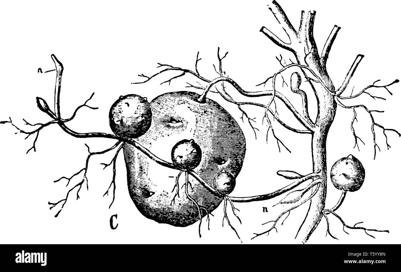 This is the underground structure of the Potato. One of the potato is ...