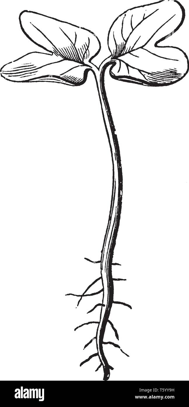 Plant With Roots Drawing