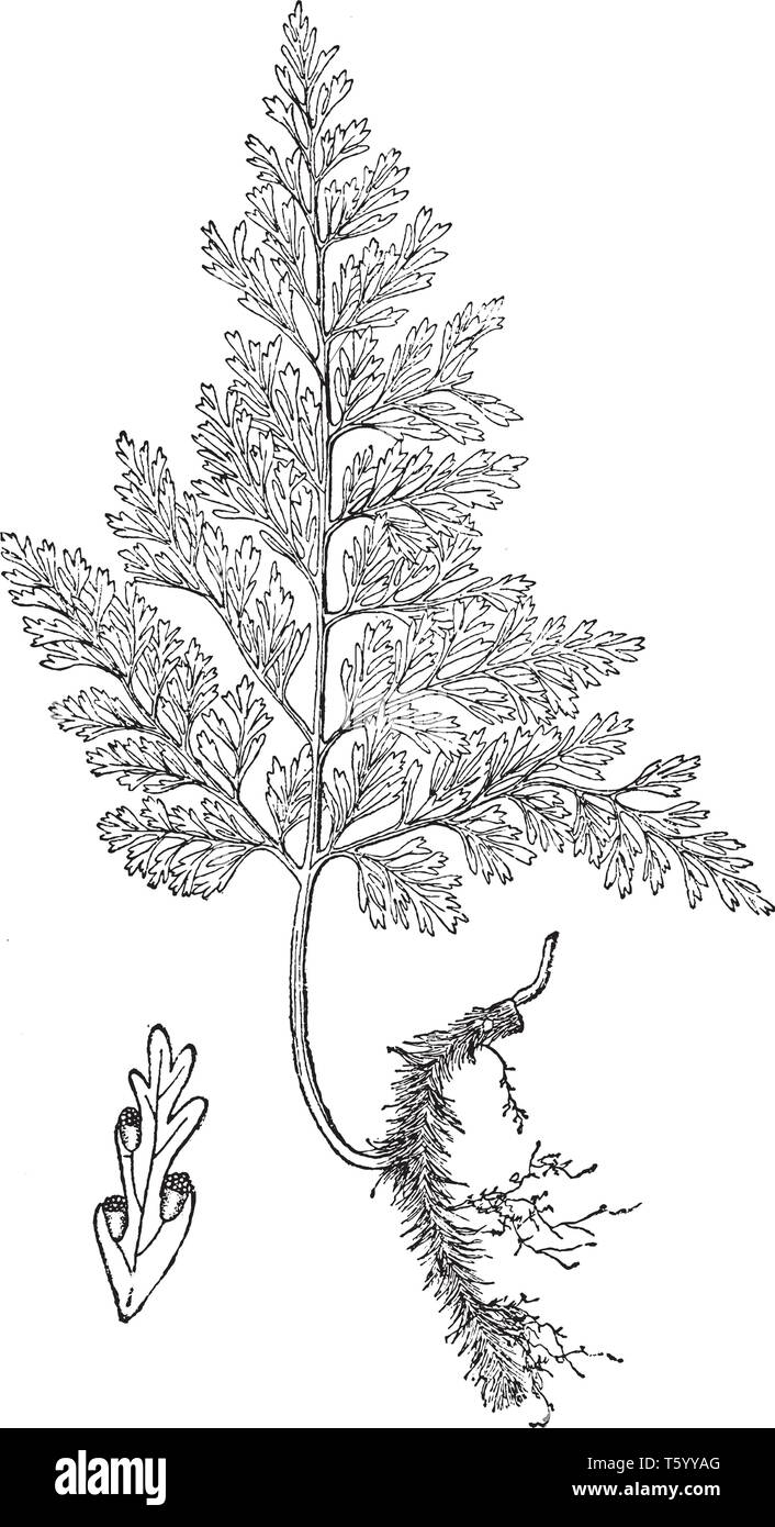 This is image of Davallia Bullata and the leaves are six to ten inches ...