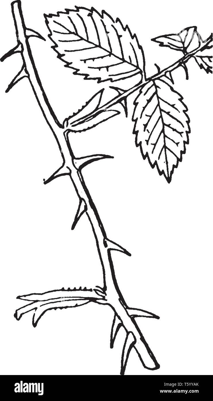 A picture showing a branch of rose plant. The branch is covered with ...