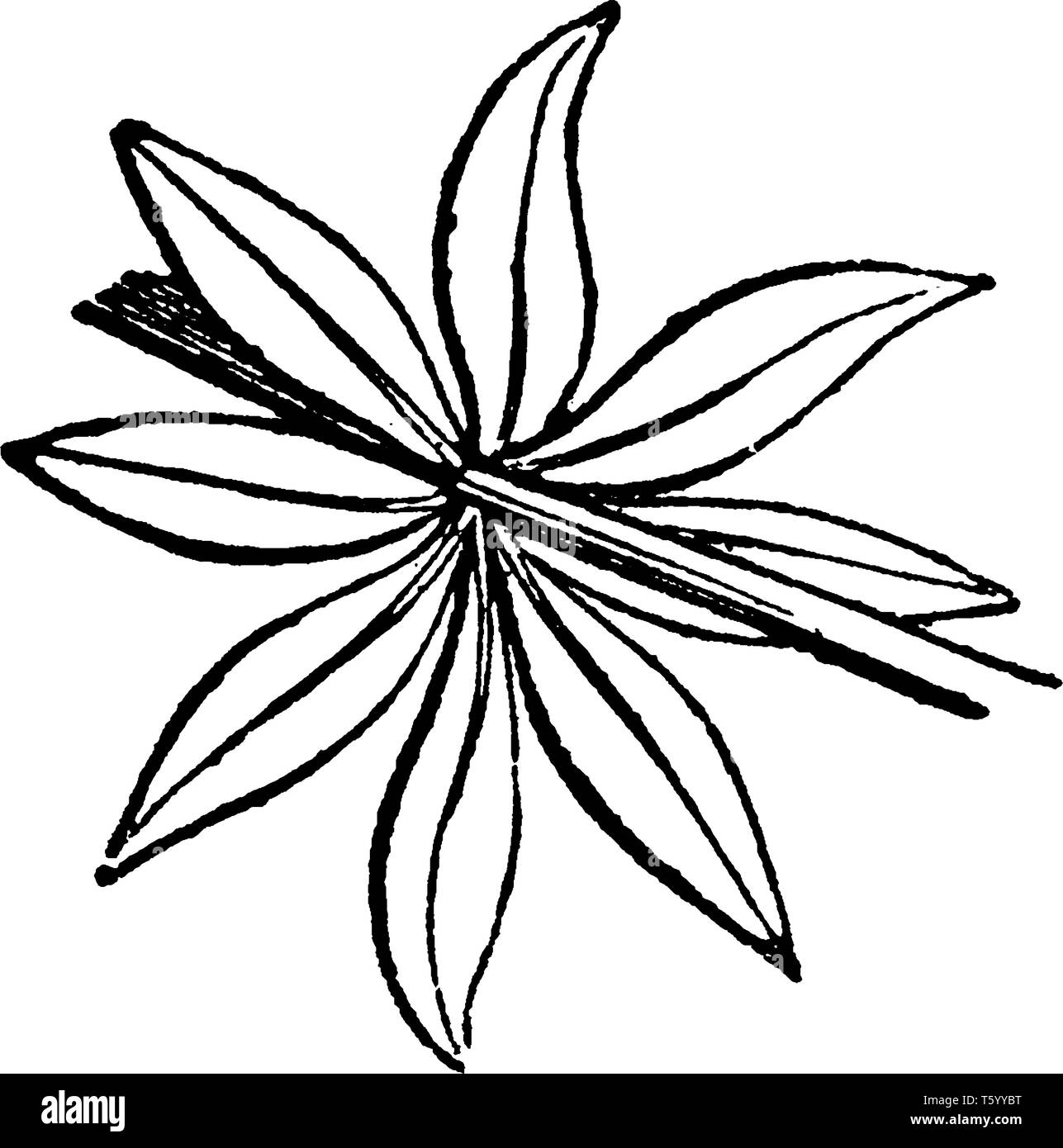 A picture of bacca plant. Eight leaves attached at a node and leaves ...