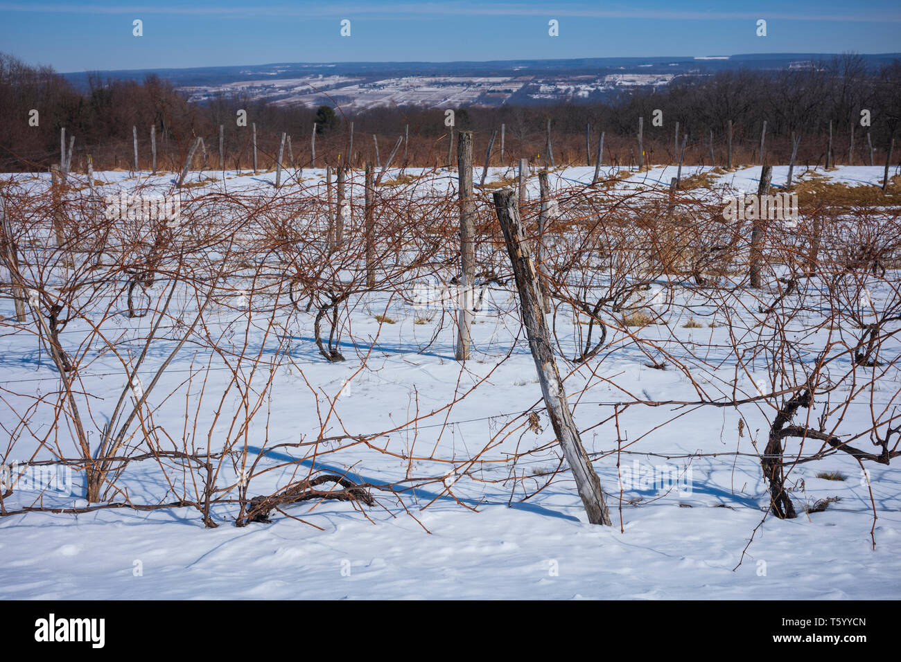 Snow covered vineyard off Seneca Lake in the Fingerlake Region of New ...