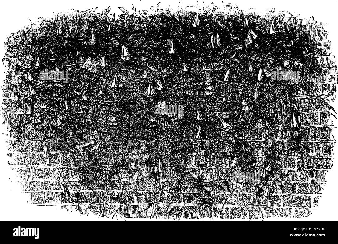 Six tepals Stock Vector Images - Alamy