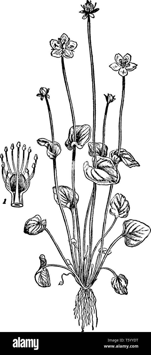 Fallen line Stock Vector Images - Alamy