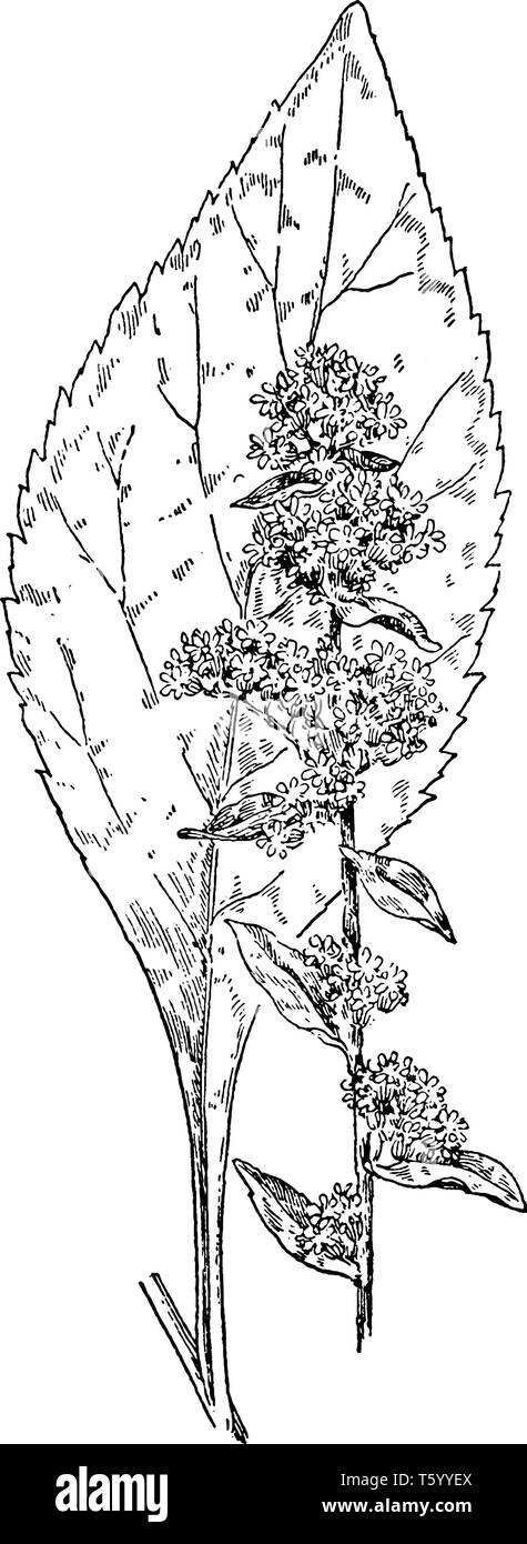 Stout Golden-Rod plant belongs to the sunflower family and native to ...