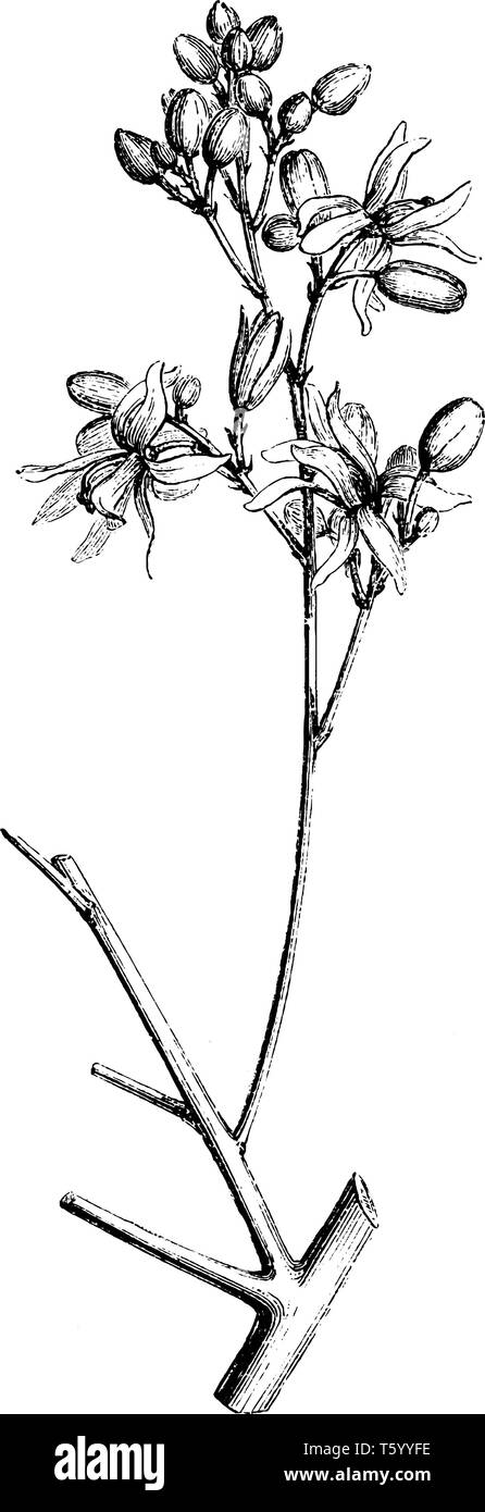 Picture is showing blossoming part of Moringa Aptera, vintage line ...