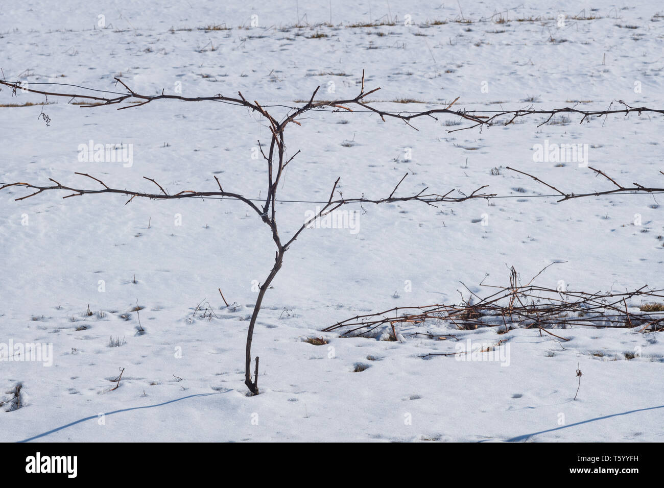 Burgundy vineyard winter hi-res stock photography and images - Alamy