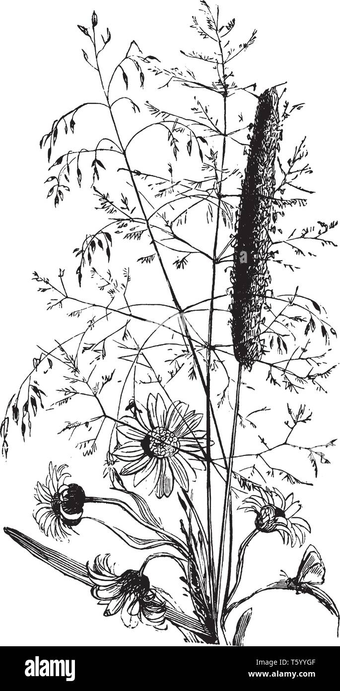 Tubular flowering plant Stock Vector Images - Alamy