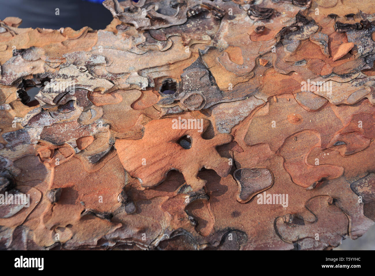Abstract pattern of bark from tree looks like a pile of puzzle pieces ...