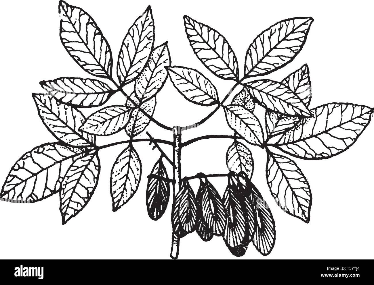 Oval Shaped Leaves High Resolution Stock Photography and Images - Alamy