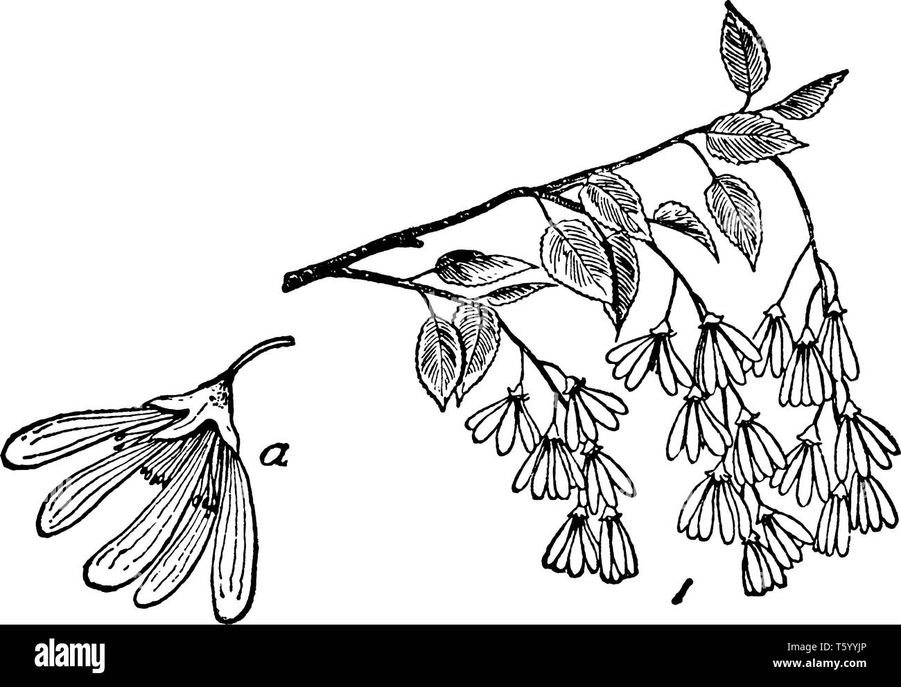 Down along Cut Out Stock Images & Pictures - Alamy