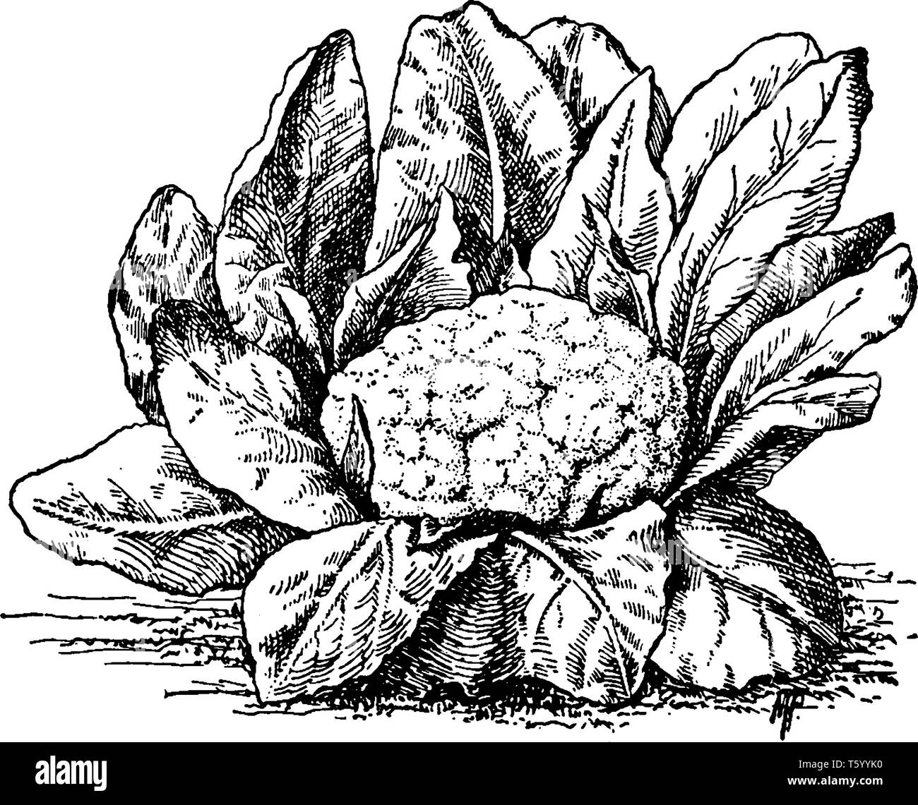 Cauliflower Line Drawing