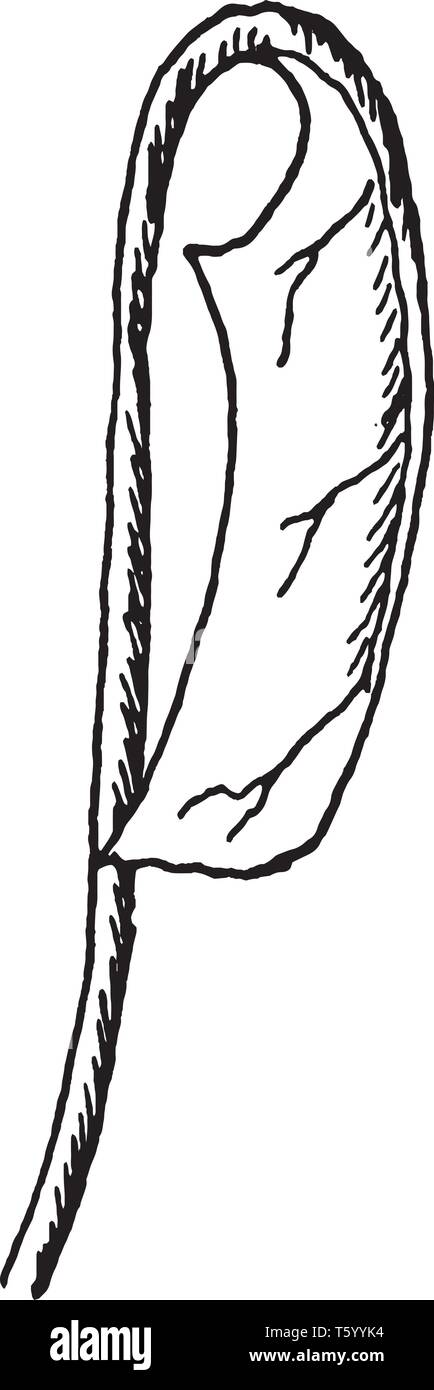 This picture shows an inflexed leaf. Have the blade bent inwards on the ...