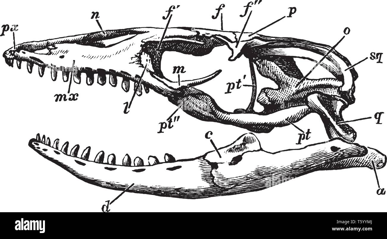 Alveolar Ridge Skull