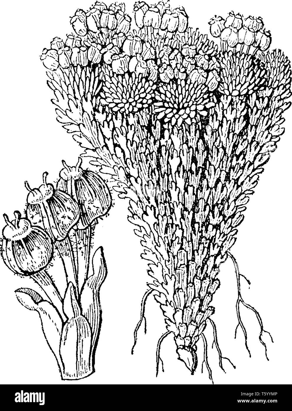 Bolax hi-res stock photography and images - Alamy