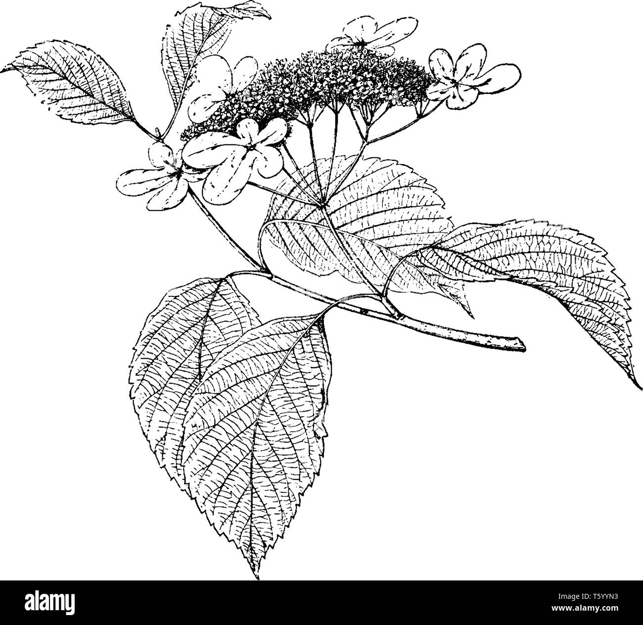 This plant is a member of Adoxaceae family plant belonging to a ...