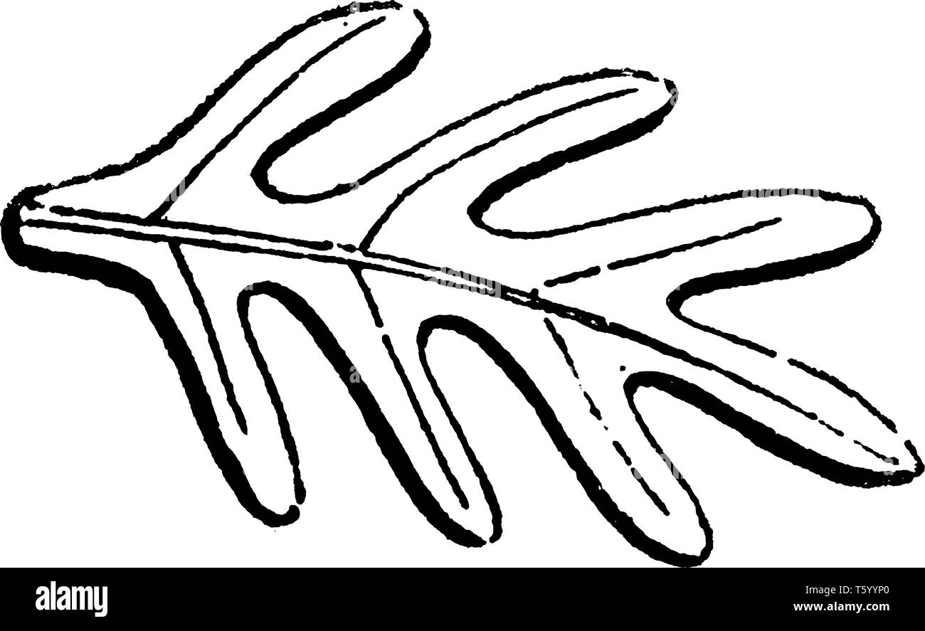 Black midrib Stock Vector Images - Alamy