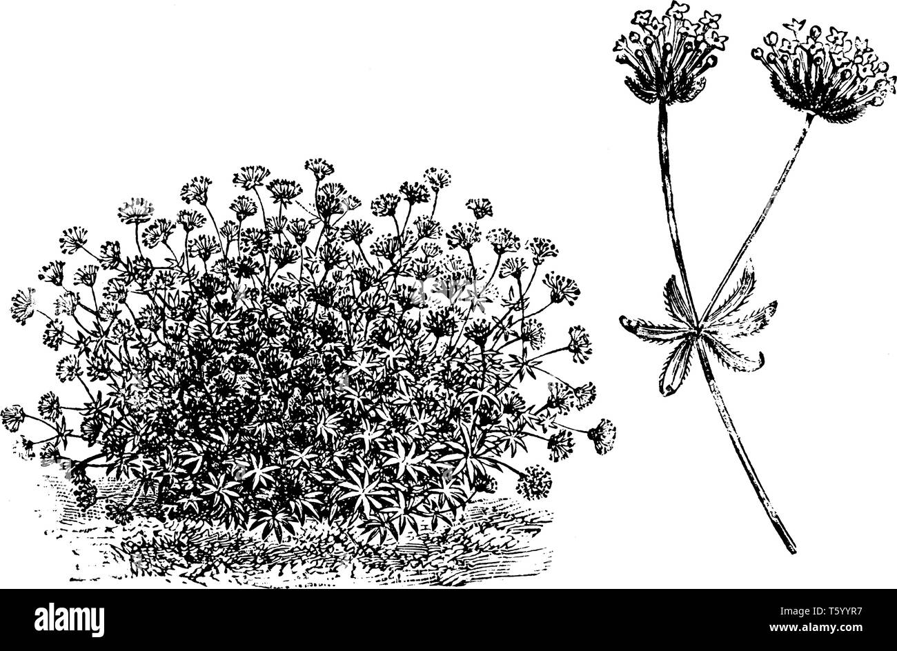 Asperula is known as Woodruff. This plant is used to flavor May wine in ...