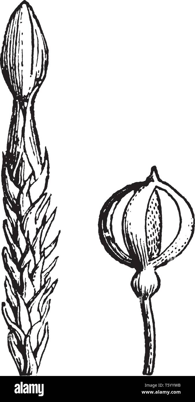 Constituting the genus Stock Vector Images - Alamy