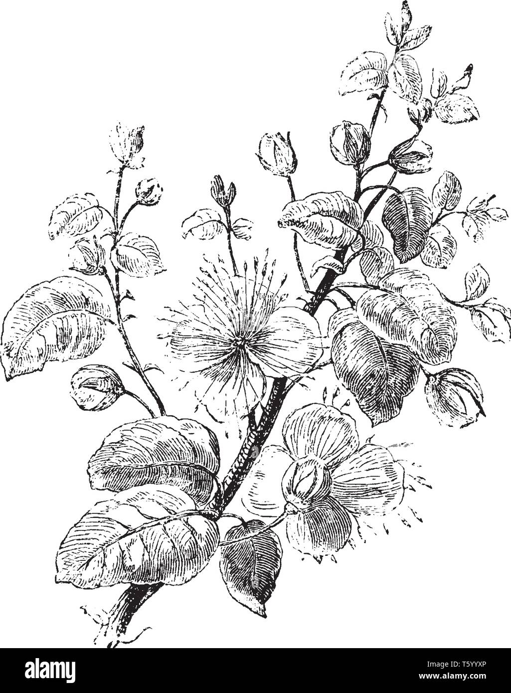 A genus (Capparis of the family Capparidaceae), the caper family of low ...