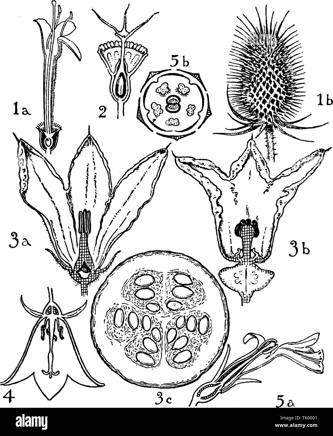 Cucurbita cucurbitaceae Stock Vector Images - Alamy